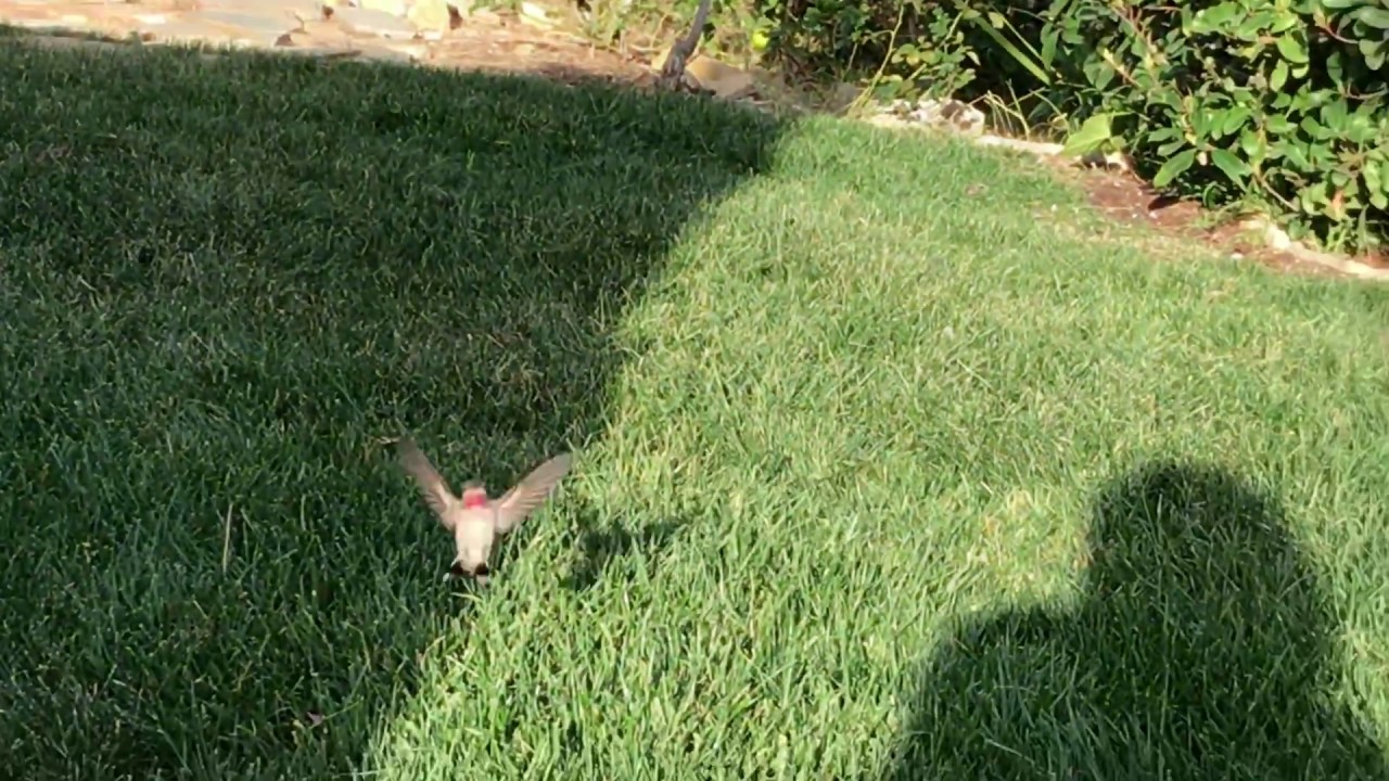 Mount Helix Nature -- Humming Bird Catching Bugs - YouTube