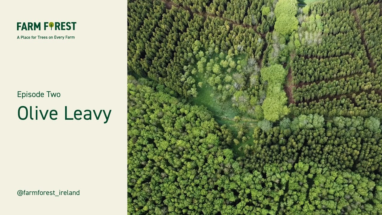FARM FOREST Episode 2 - Olive Leavy, Co. Westmeath. - YouTube