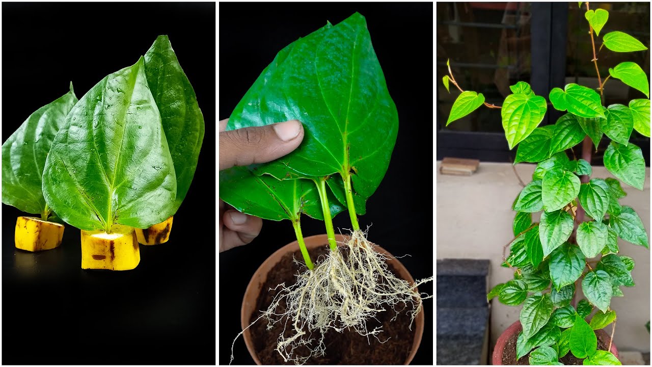 How to grow betel plant at home from leaves || Best & Easy method for ...