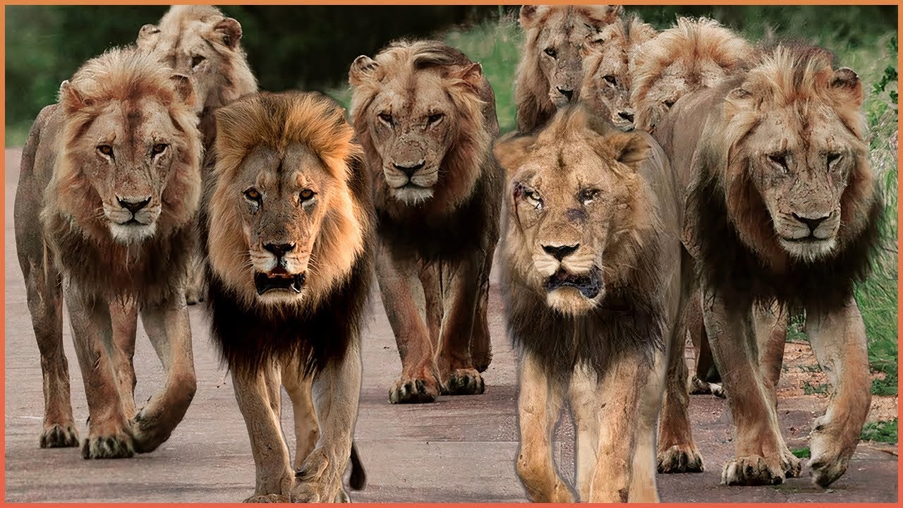 More than 24 lions gathered to make history, in a pride called the ...