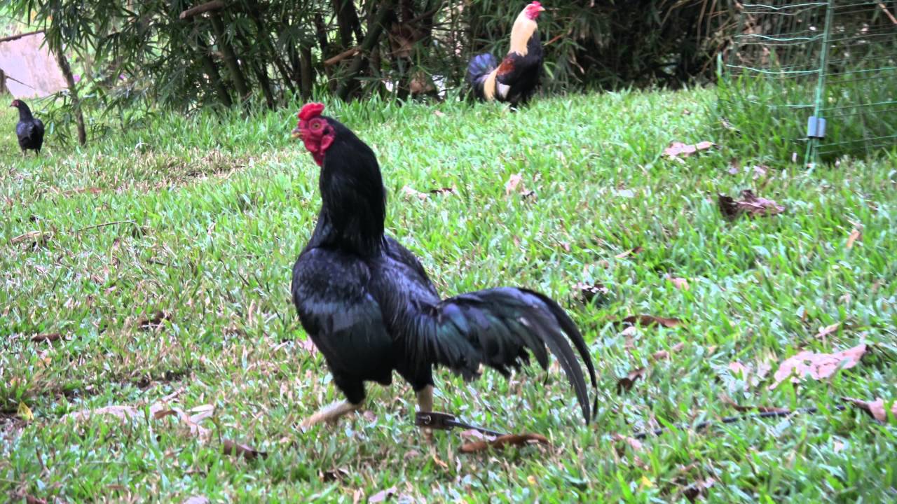 Black Rampuri Asil - YouTube