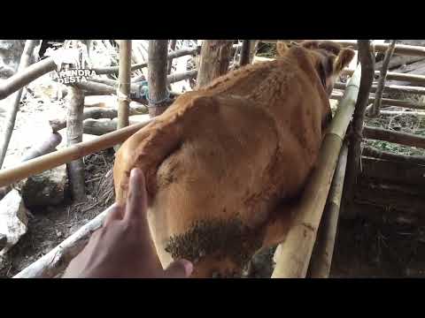 Waktu Yang Tepat Mengawinkan Sapi Dara