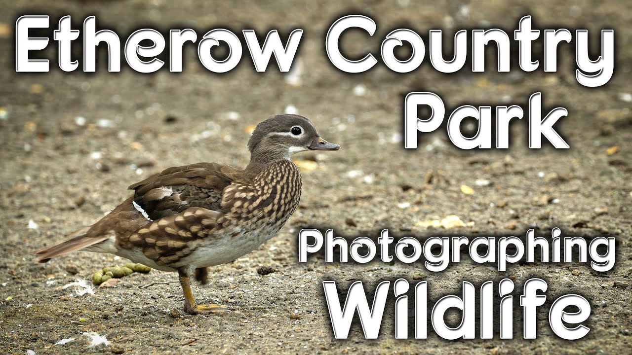 Etherow Country Park Photographing wildlife - YouTube