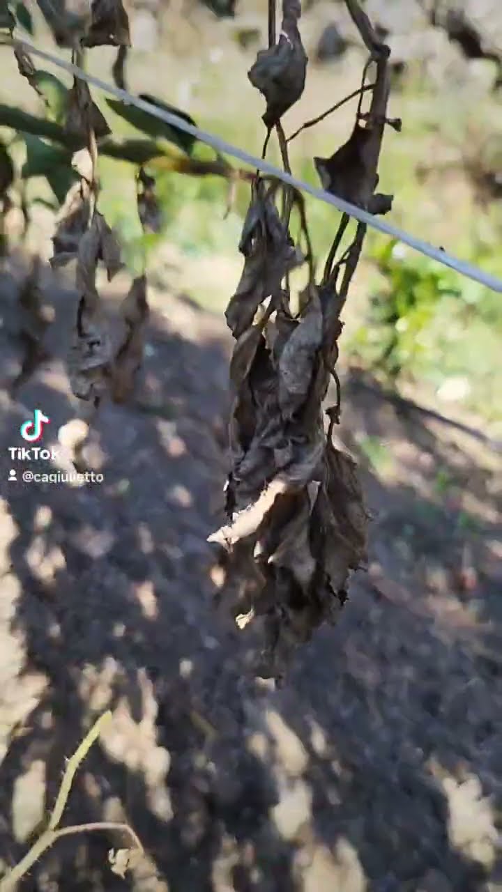 31 agosto 2024 - YouTube