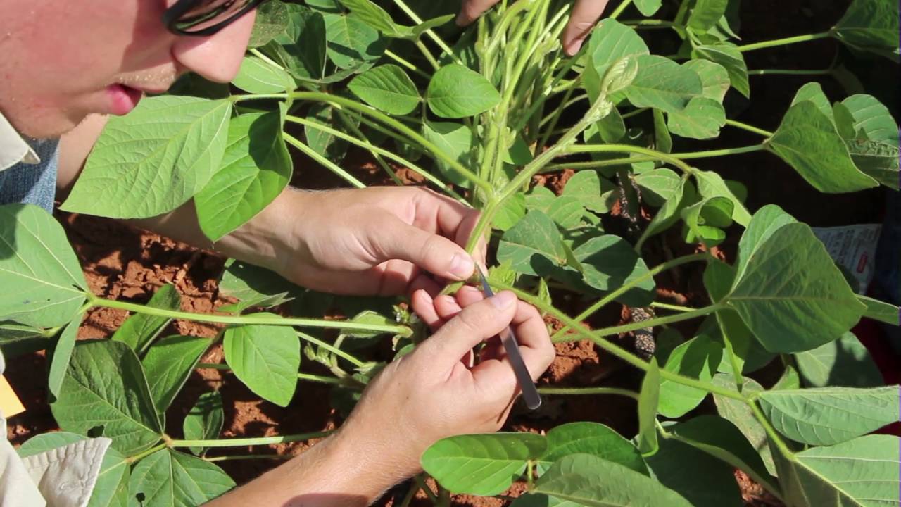 Soybean Crossing - YouTube