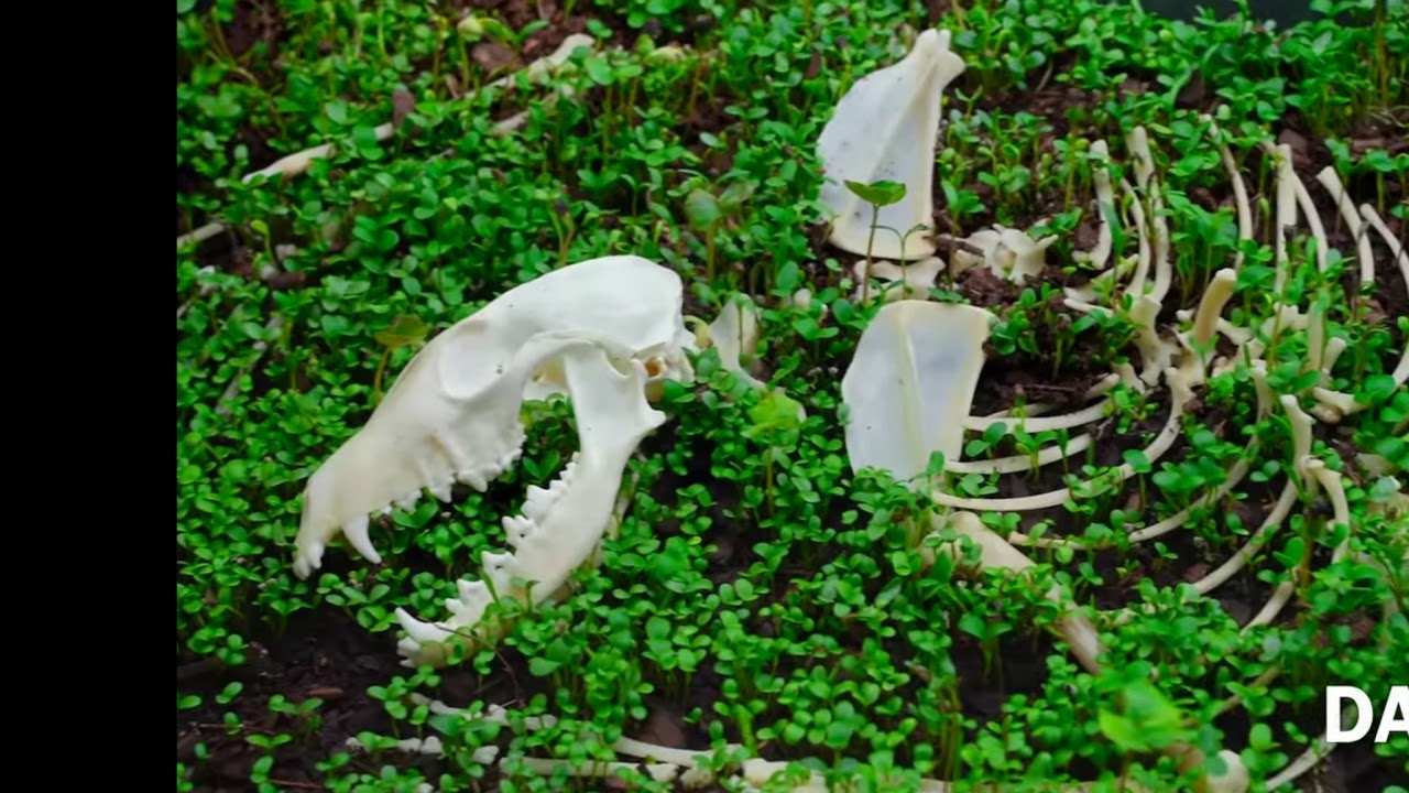 The non-binary one. Who likes spiders :D 2024 Live Stream - YouTube