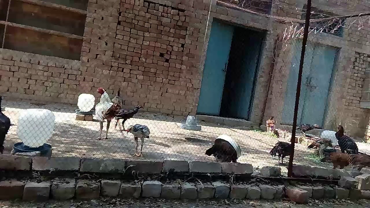 Pure desi murgi & murgha for sale on large 03214754530 - YouTube