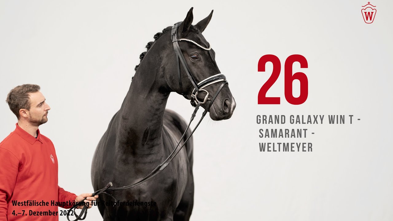 Westfälische Hauptkörung 2022 Reitpferde: Kat.Nr. 26 Grand Galaxy Win T ...