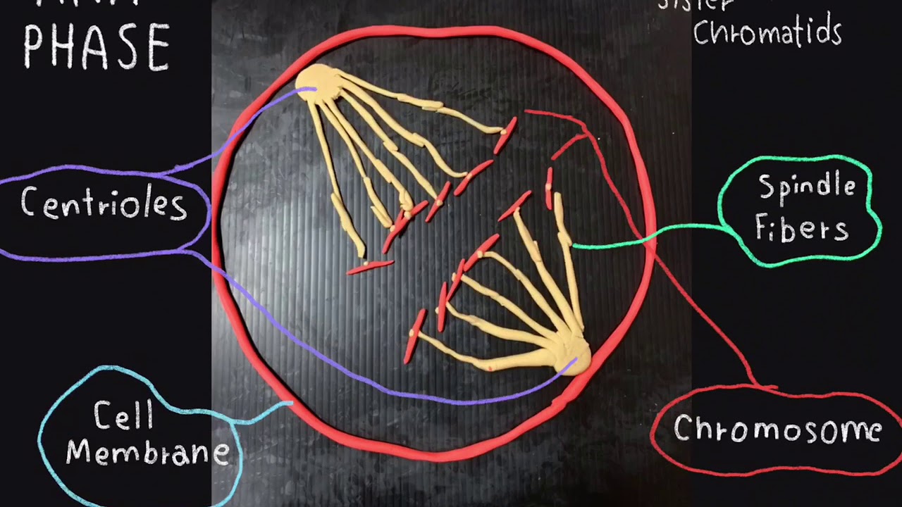 การแบ่งเซลล์แบบไมโทซีส, Mitosis, cell division stop motion, Biology ...