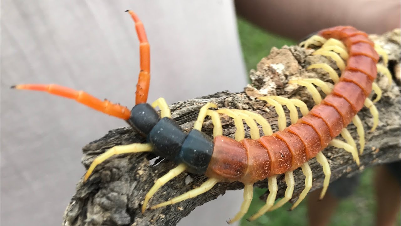 Arizona Bug Trip with Sky Island Adventures! Day 2 - YouTube