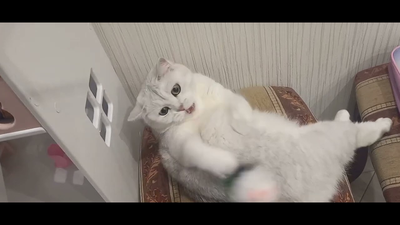 WHITE CAT #4 - YouTube
