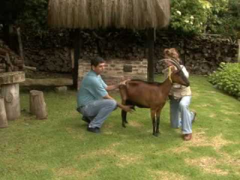 Razas y reproducción Caprina Parte 1 - YouTube