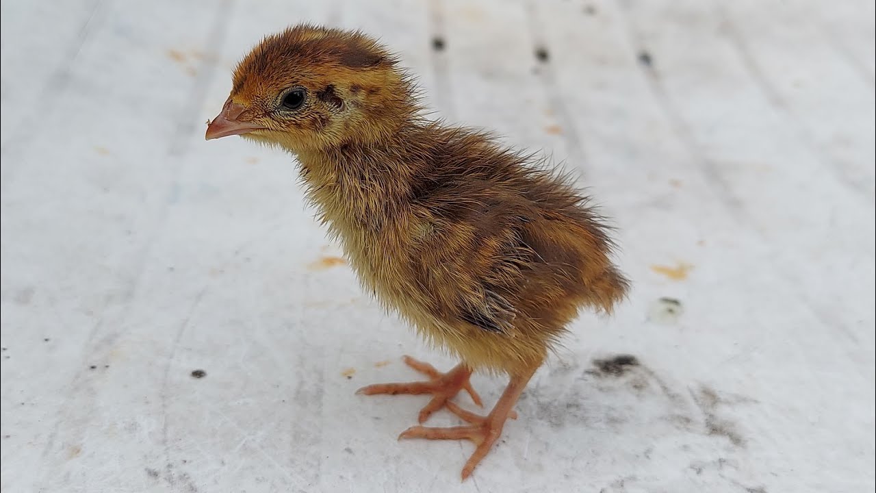 Cómo ayudar a nacer a un pollito codorniz a salir del huevo #codorniz ...
