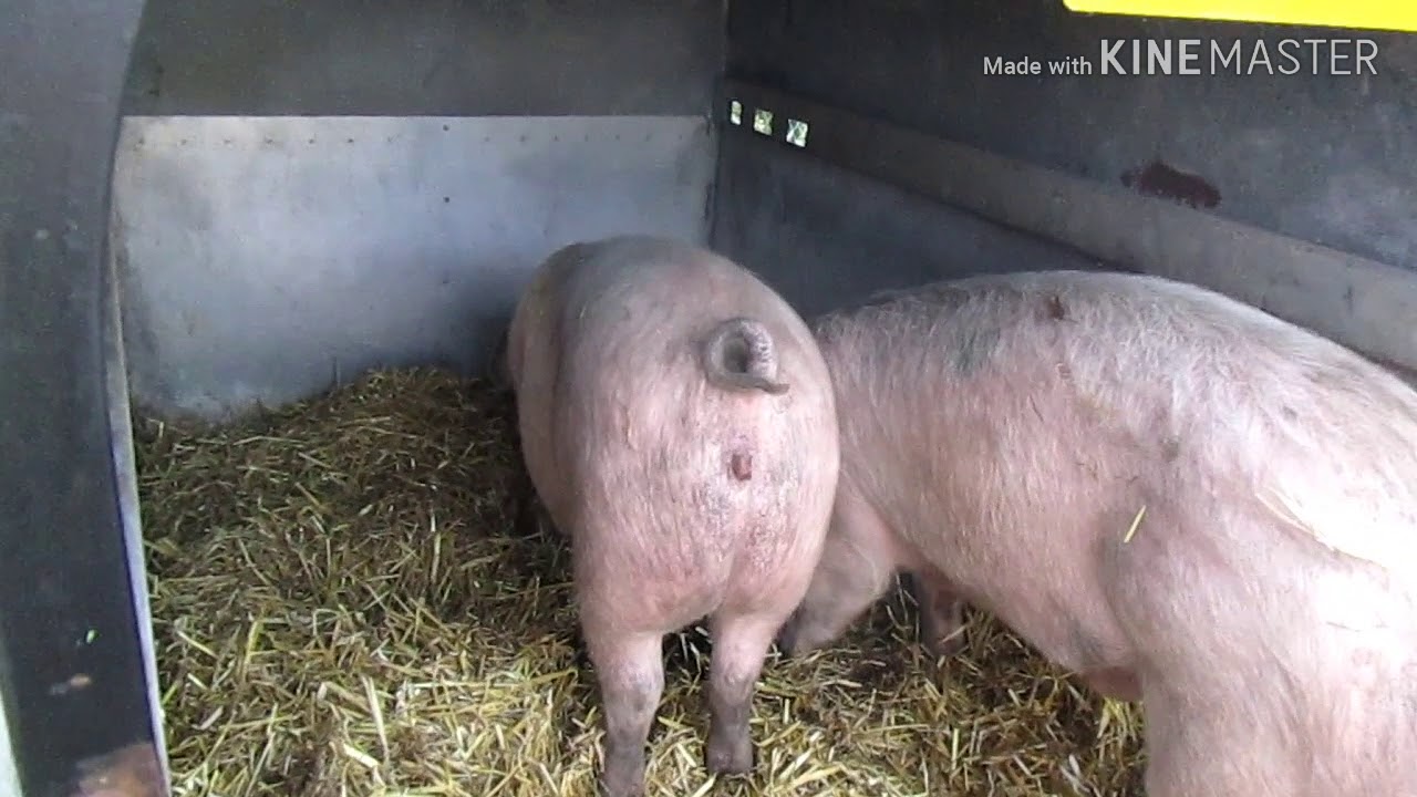 How to load pigs the easy way - YouTube