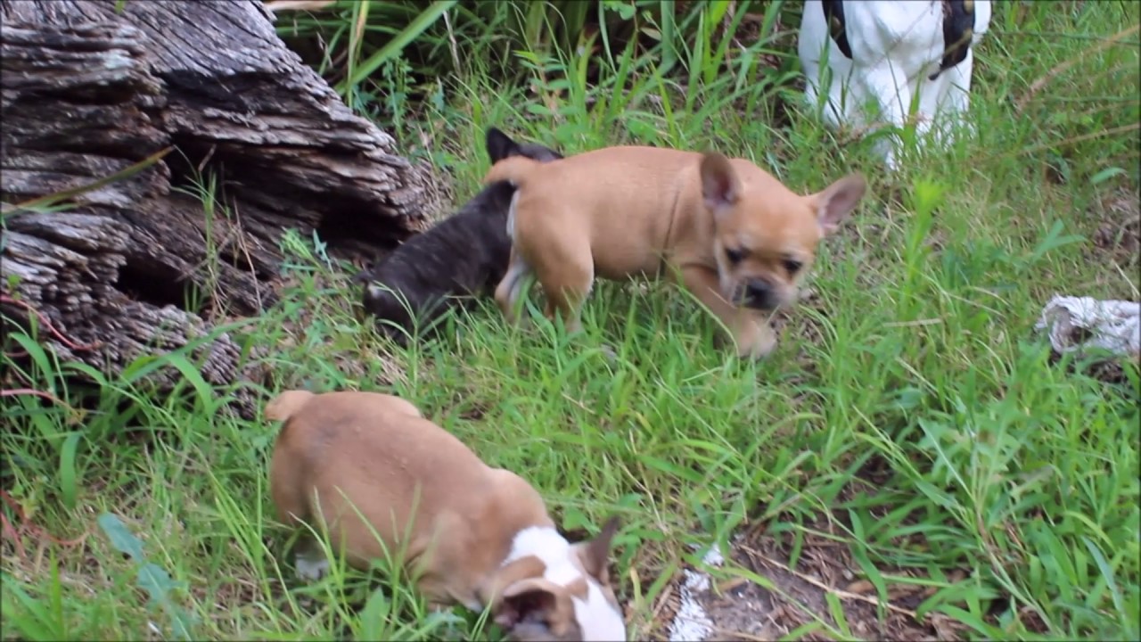 Faux Frenchie puppies 8 & 7 weeks of age - YouTube