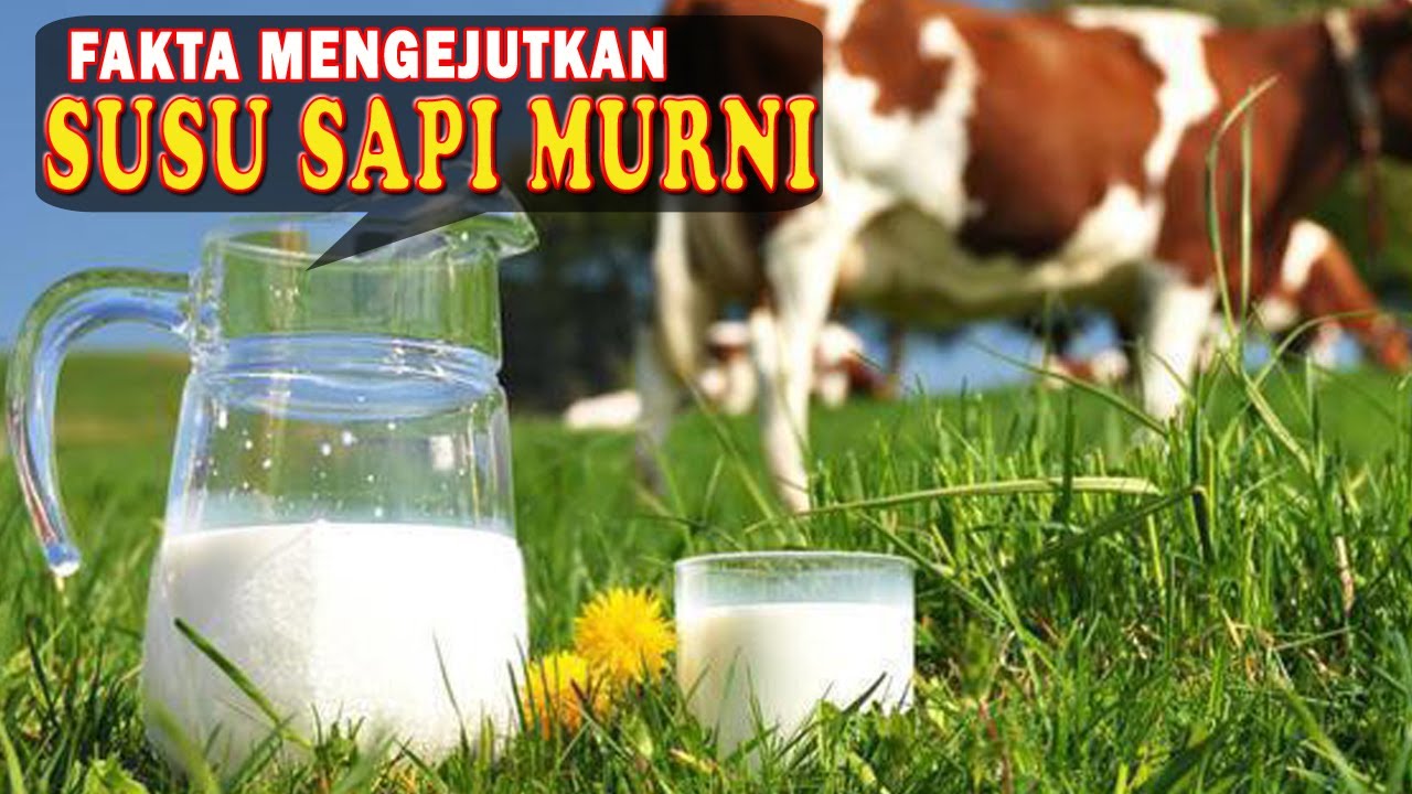 5 MANFAAT MINUM SUSU SAPI BAGI TUBUH || 5 Manfaat mengkonsumsi susu ...