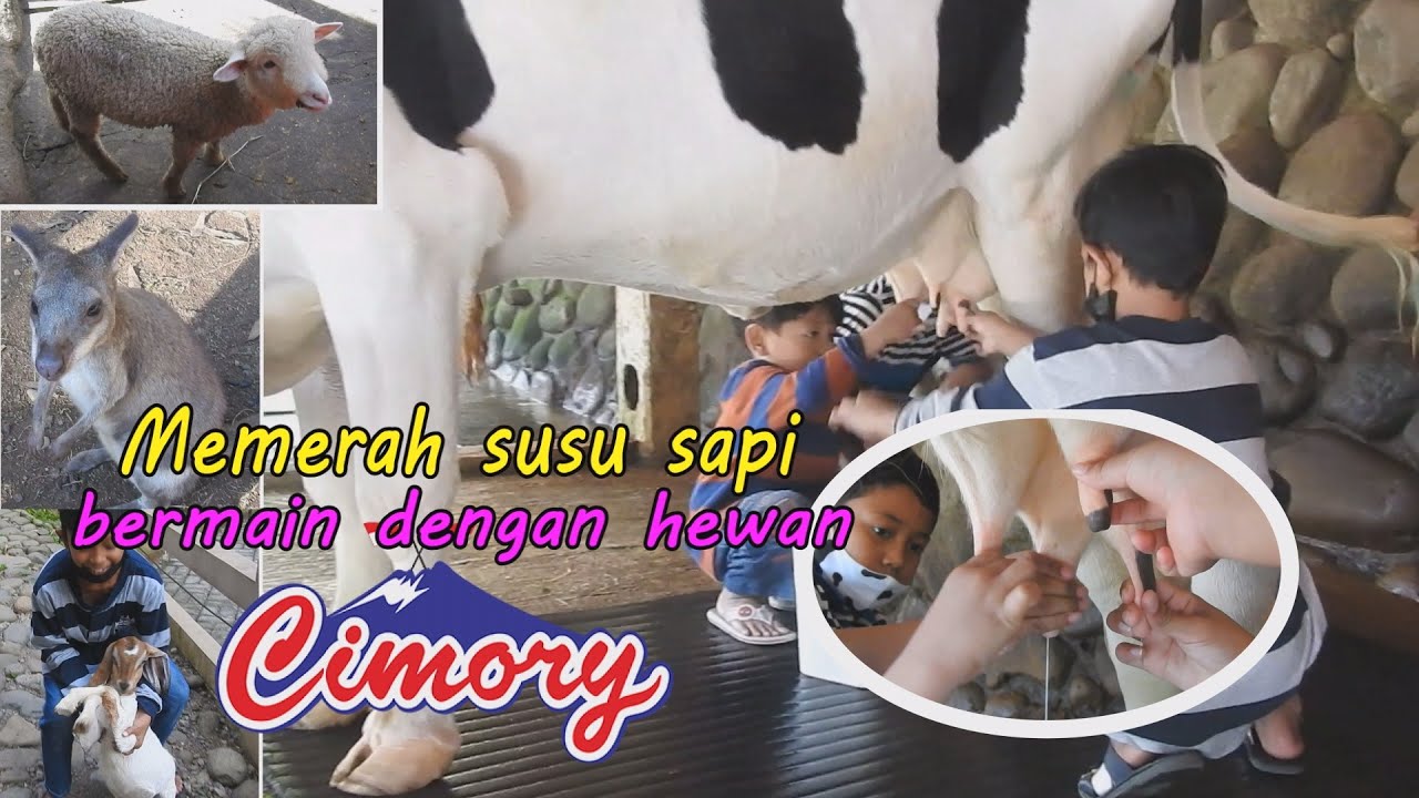 Belajar lebih dekat mengenal hewan || Memerah Susu sapi di Cimory - YouTube