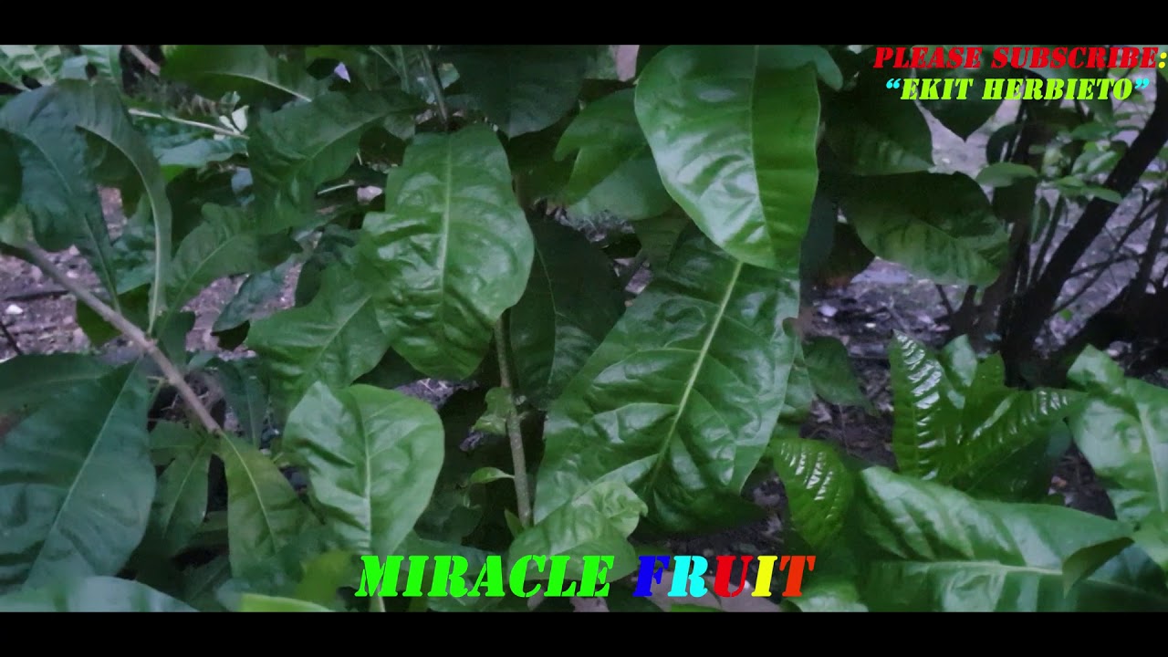 "MIRACLE FRUIT LEAVES" - YouTube