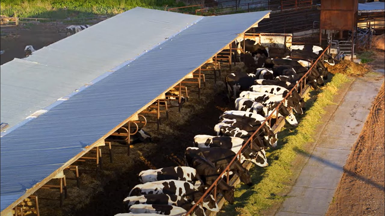 Dairy Management - Program Overview - YouTube