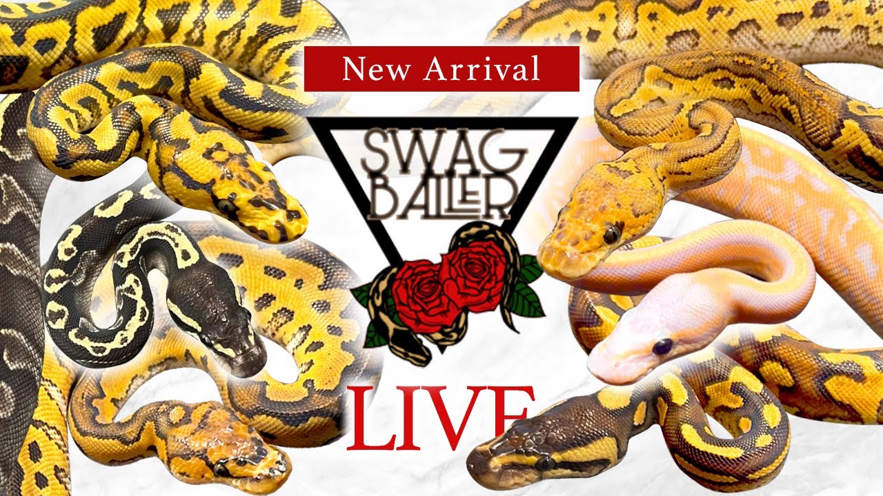 【新入荷】SWAG Ballerの新入荷生体の初お披露目ライブ - YouTube