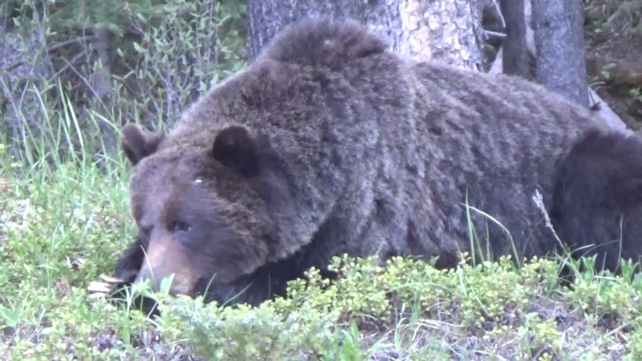 Giant male grizzly bear in his prime, 12-13 years old! - YouTube