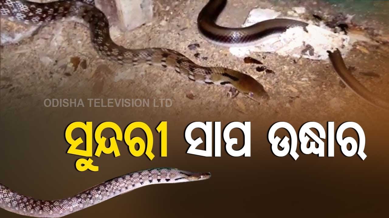 Common Trinket Snake Rescued In Jajpur - YouTube