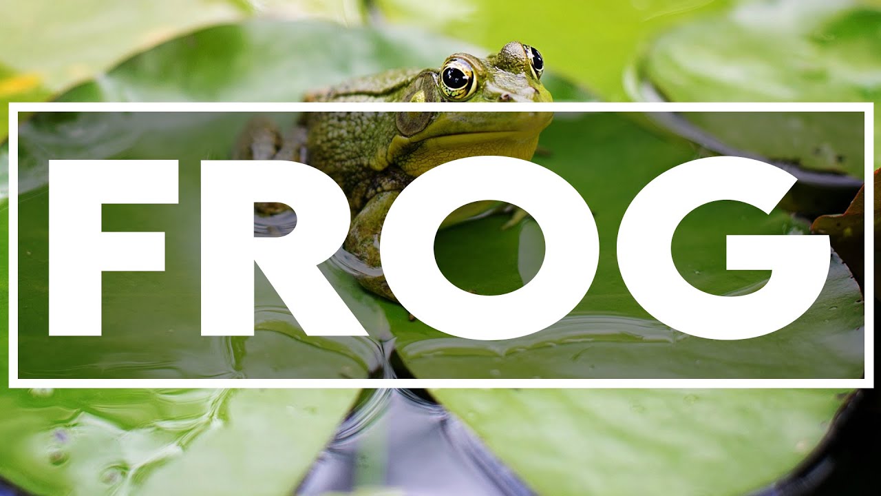 FROG CHORUS SOUND EFFECTS - SFX LIBRARY - NO COPYRIGHT MUSIC - YouTube