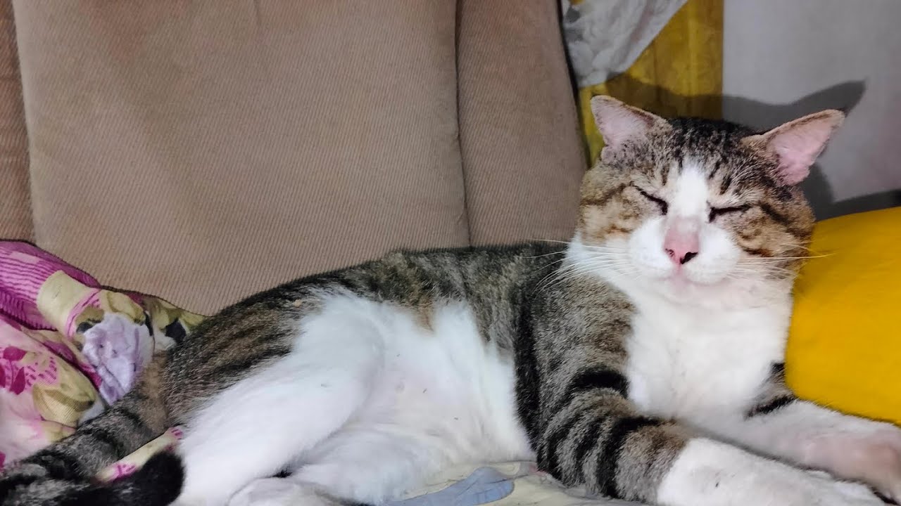 cute, playful and funny Cat - Mao Mao🫰 - YouTube