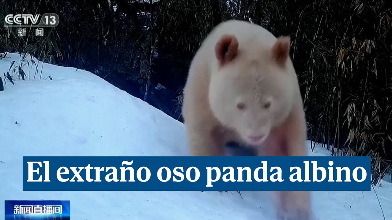 El extraño caso del oso panda albino que entusiasma a China - YouTube