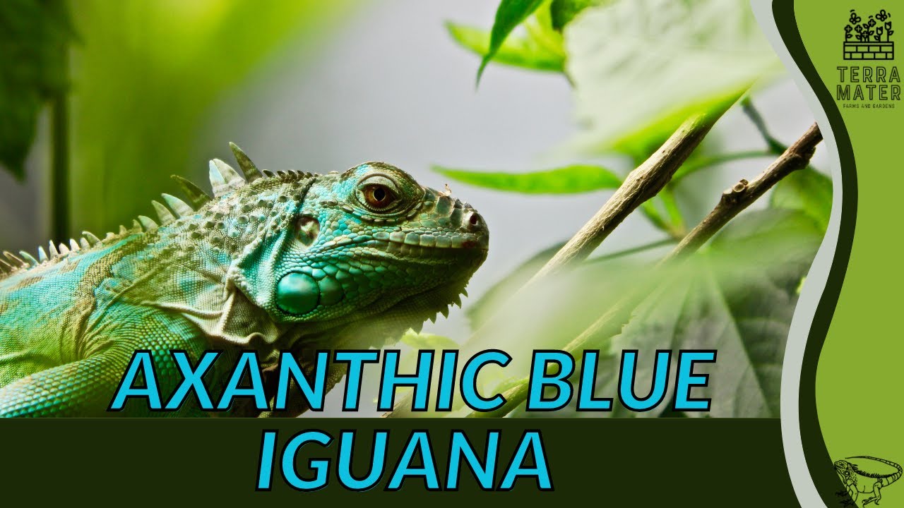 The World of the AXANTHIC BLUE IGUANA (Cyclura lewisi) | Exquisite ...