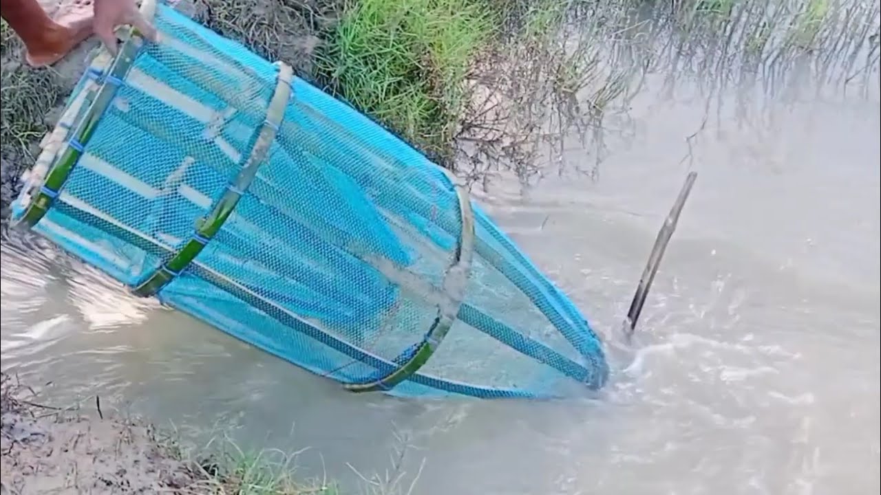 River Side Trap Making Fishing Catch//Bamboo Tree To Making Trap Fish ...