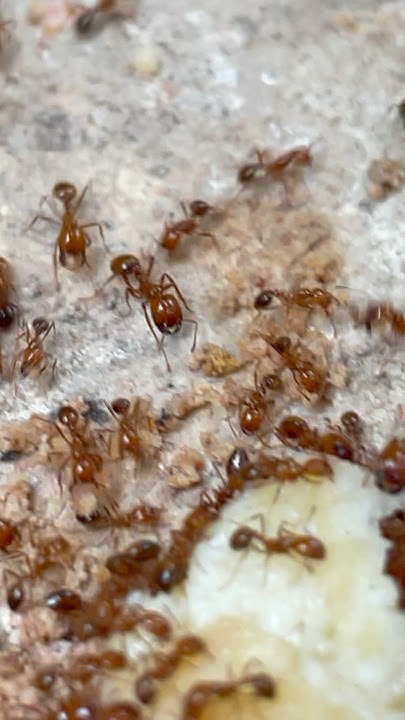 Ants bring soil from the hole #ants #funny #shortvideo #trending #shorts #ants #short #viral ...