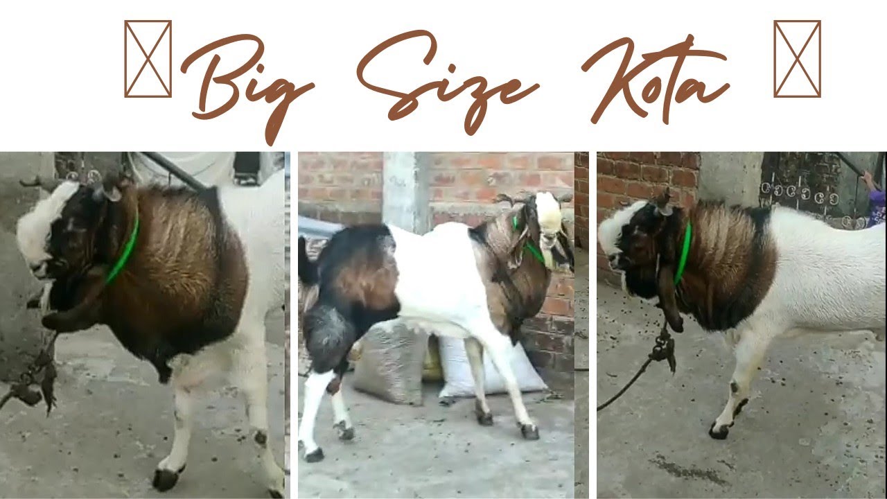 Huge Kota Goat - Big Size Kota Goat In Bhopal - Quality Hai 🔥 - YouTube