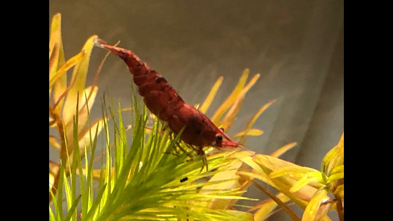 moving some shrimp!!! and maintenance - YouTube