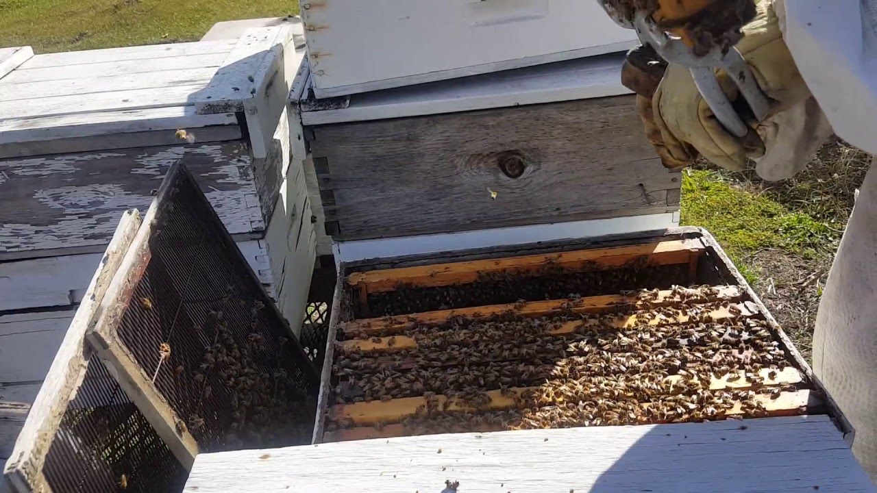 Beekeeping , frame manipulation - YouTube