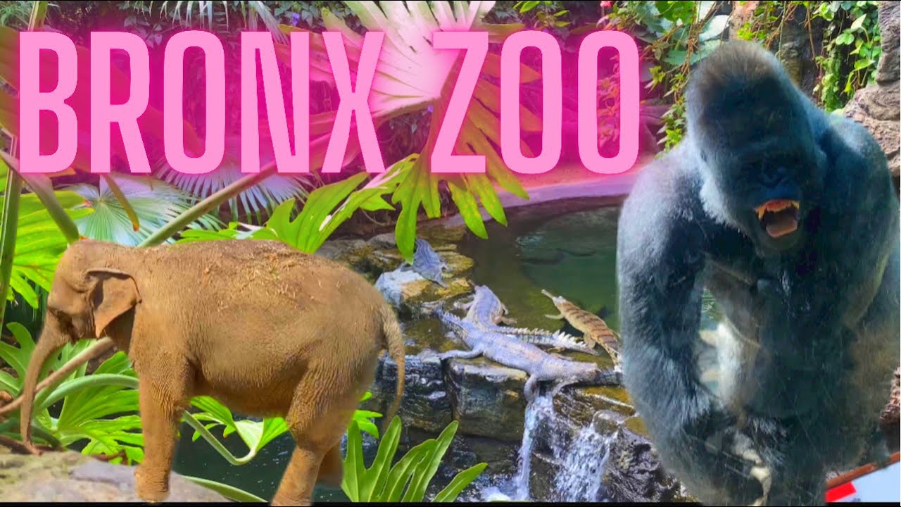 [4K] Bronx Zoo Walking Tour 🐘🦌🦓🦒🦍Up close look to extinct animals 🦏May ...