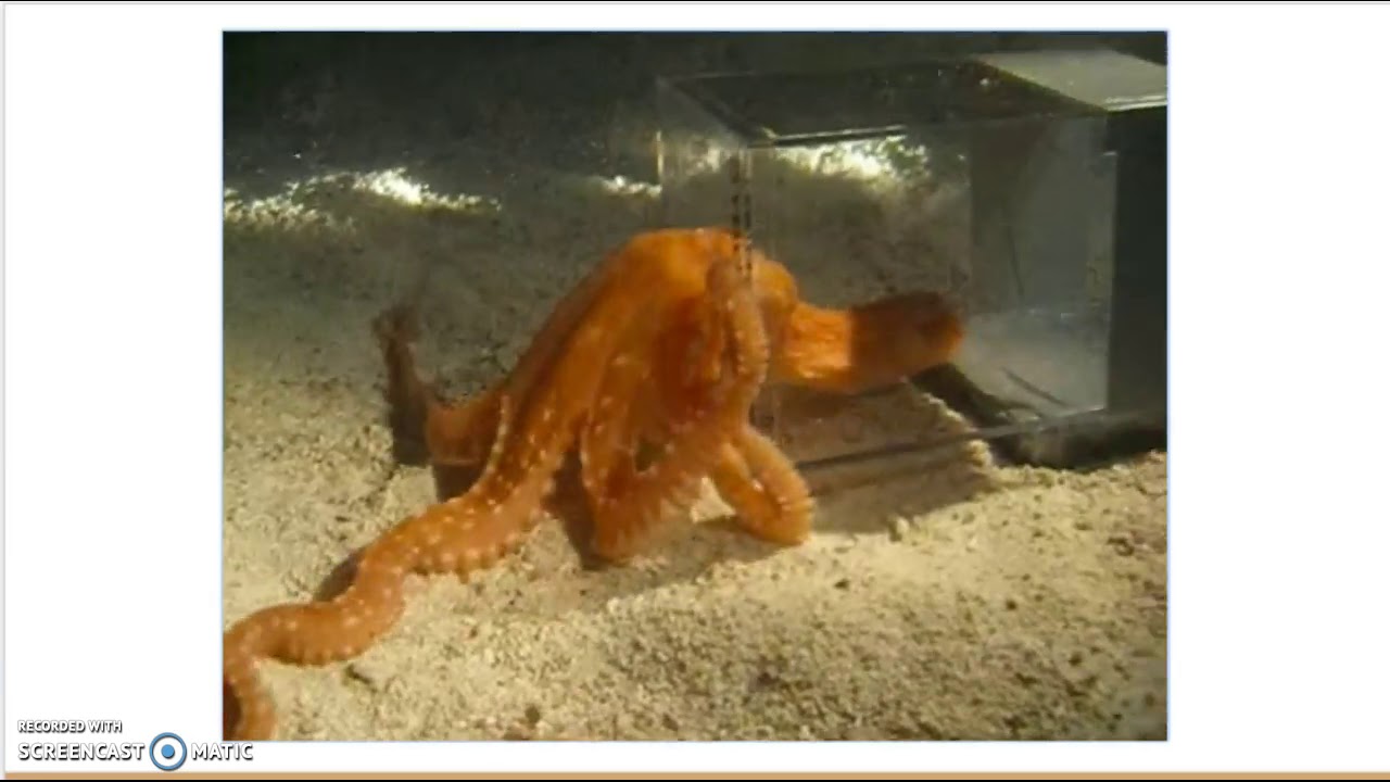 Adaptations in Octopuses - YouTube