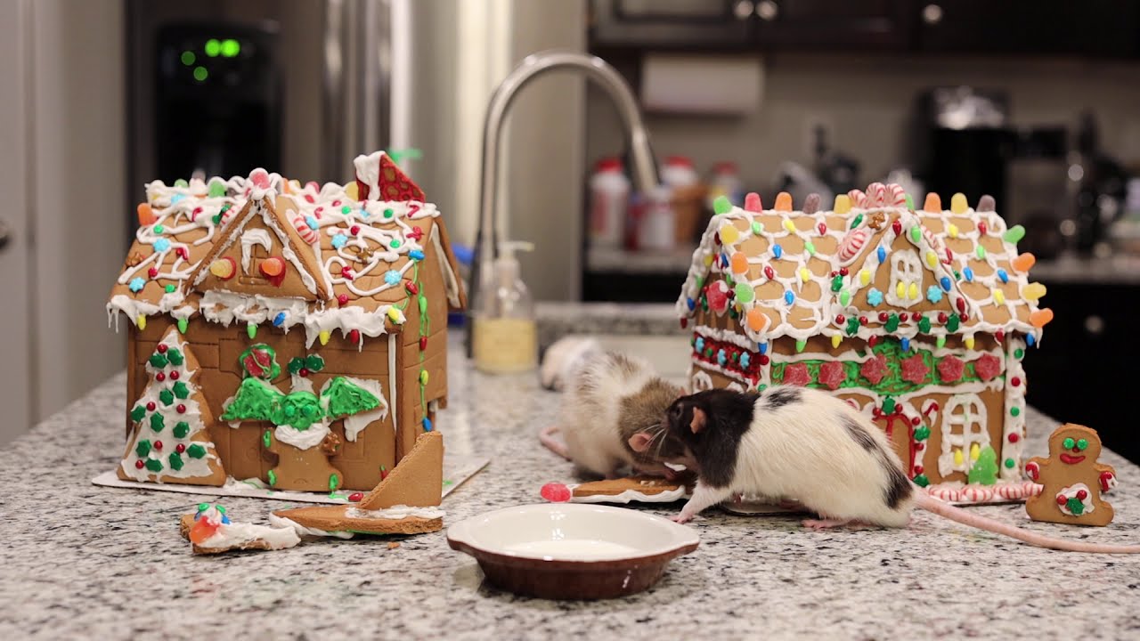 Two gingerbread houses and RATS! - YouTube