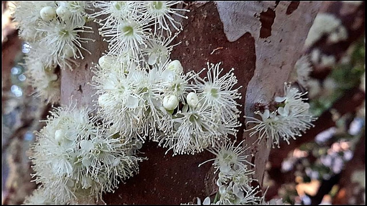 Linda floração de jabuticabeiras - YouTube