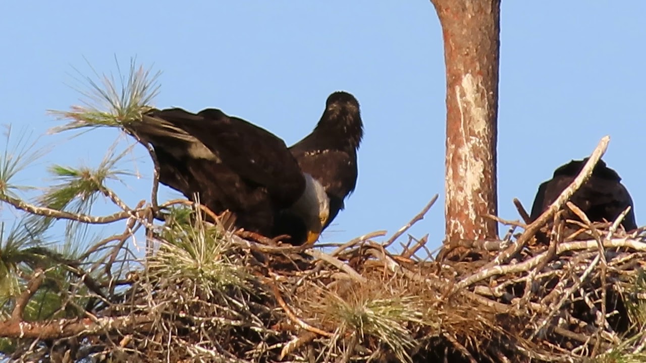 Tuffy's Eagle Family~It's Dinner Time! - YouTube