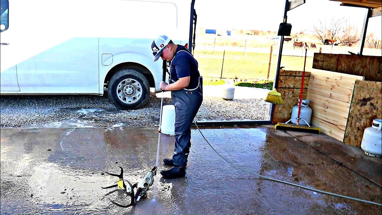Cleaning 30 Deer Skulls In One Day - Skull Mounts - YouTube