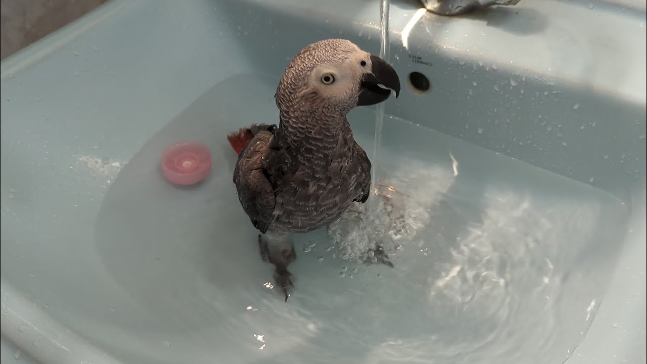 Casper’s bath day: without music - YouTube