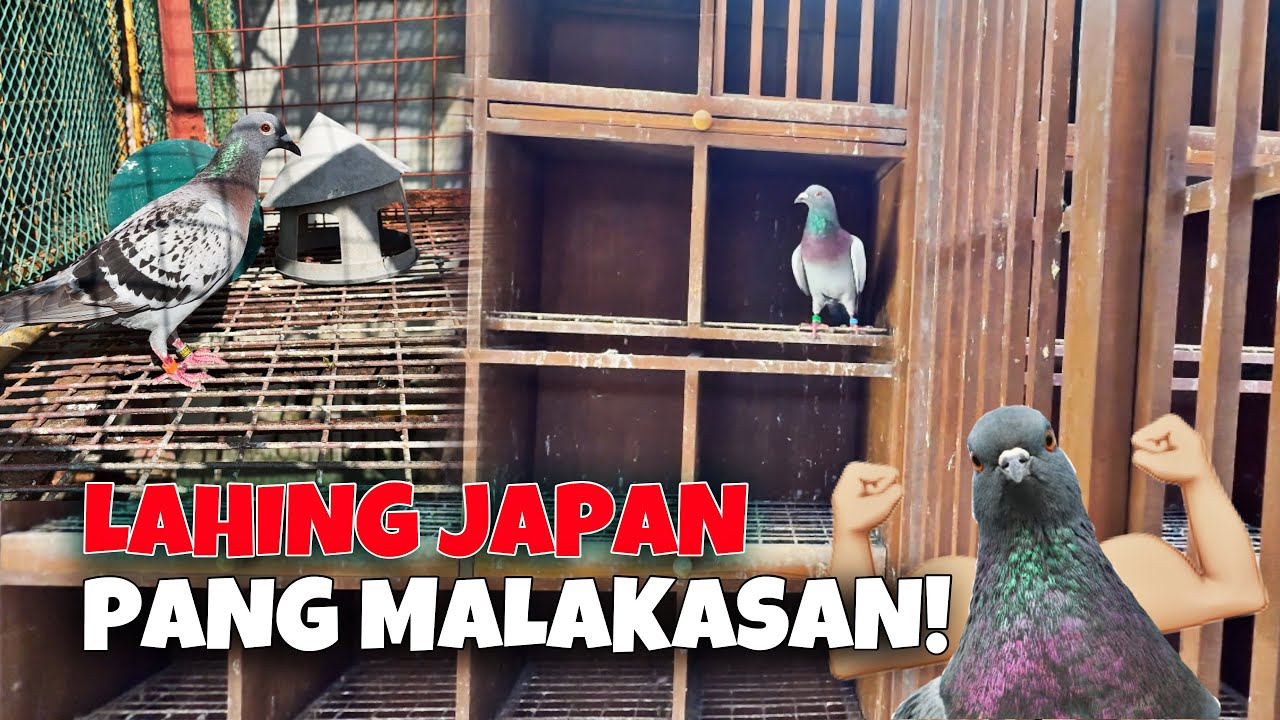 JAPAN LINE PALA SI BLUE BAR NA KALAPATI NATIN🤙 - YouTube