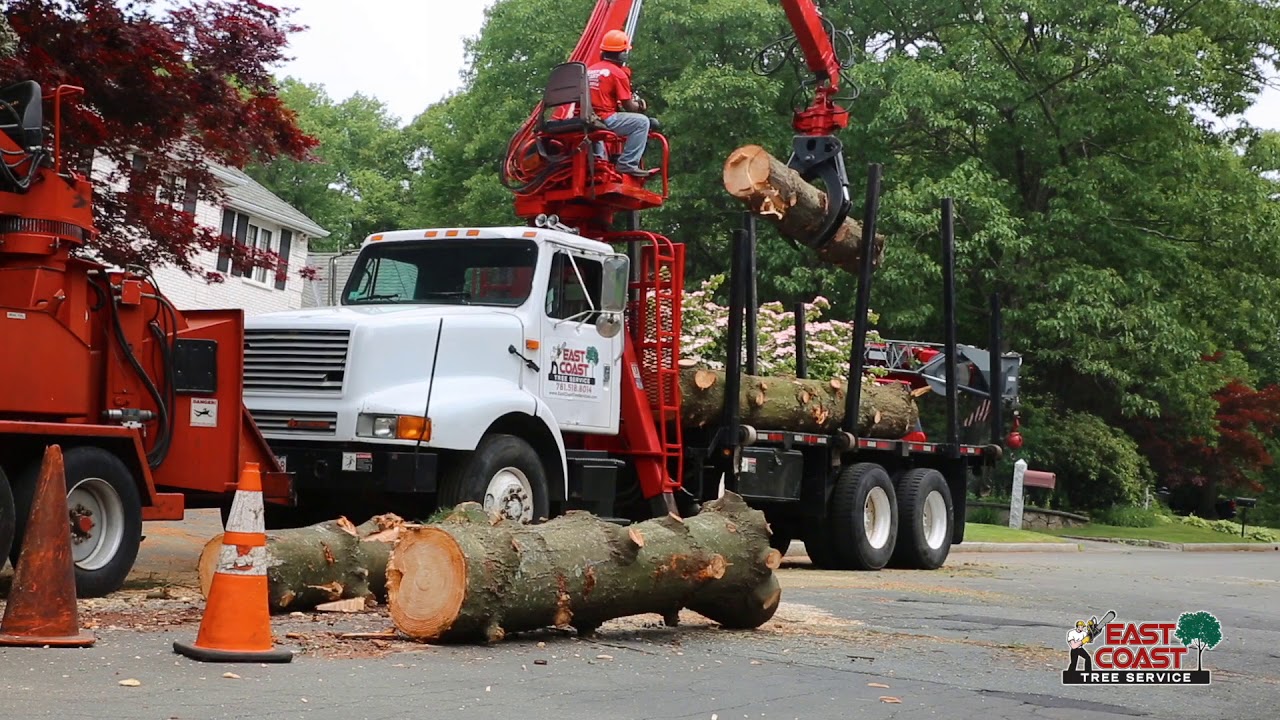 Clean Up Video - East Coast Tree Service - YouTube