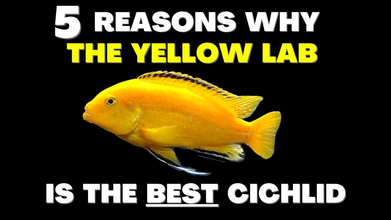 The Yellow Lab is THE BEST Cichlid...Here's Why - YouTube