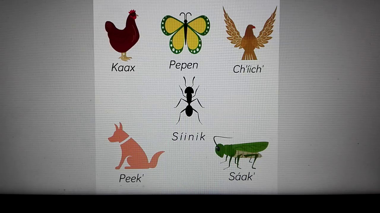 Nombre de ANIMALES en Maya maayabtn es tl - YouTube