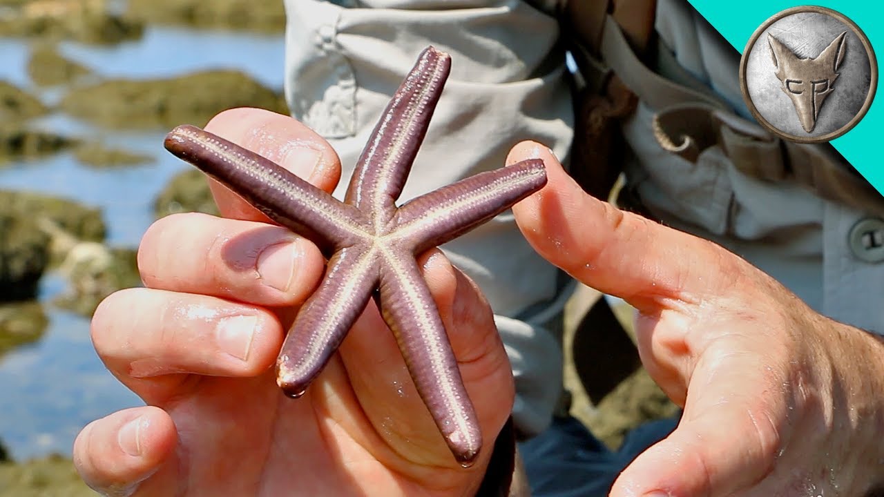Brave Wilderness | Exploring for Tide Pool Creatures! - YouTube