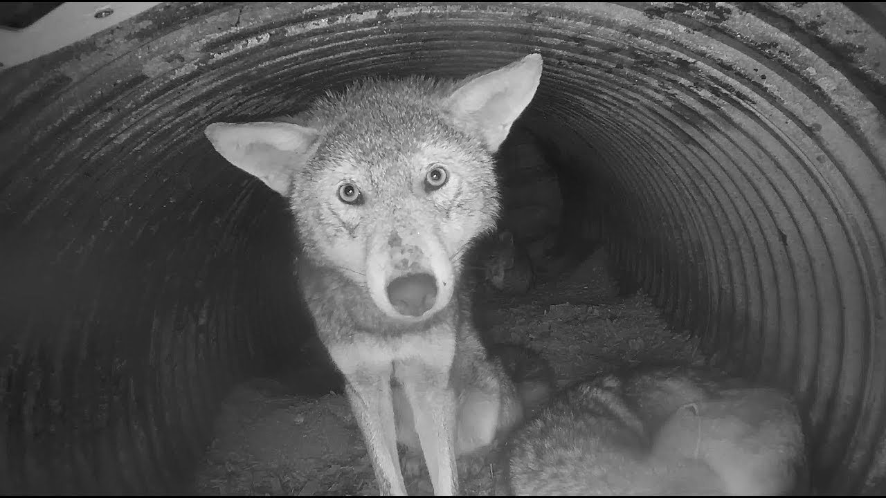 Curious and Cute Red Wolf Yearling - YouTube