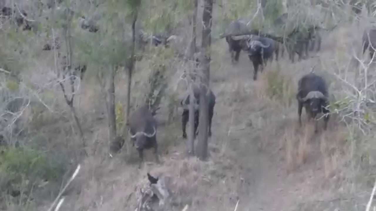 Wild dogs chasing buffalo - YouTube