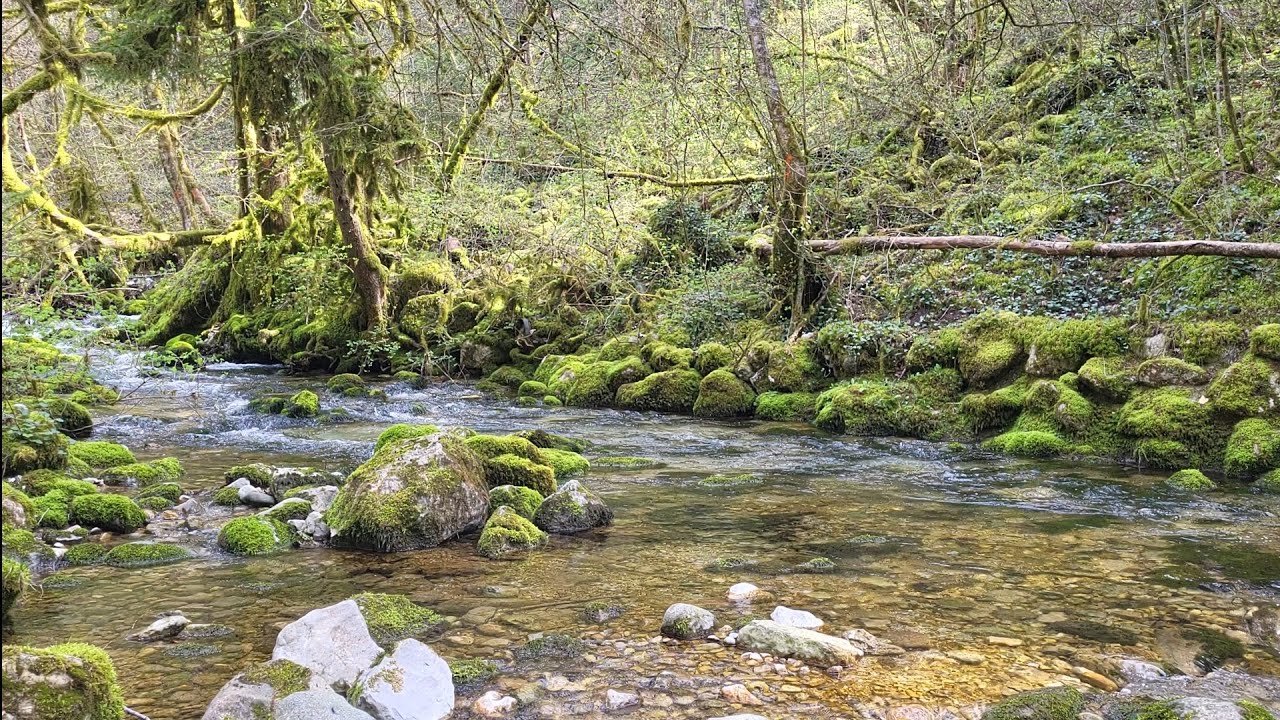 Relaxing River Sounds Peaceful Forest River And Singing Birds 1hour